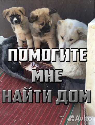 Метис кавказца