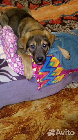 Шикарного Геракла от метиски тоса-ину в дар