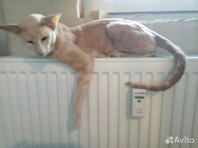 Кот ориентальный