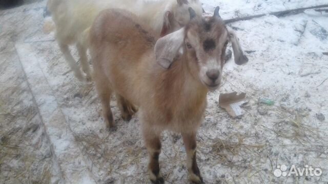 Козы, свиньи, петухи