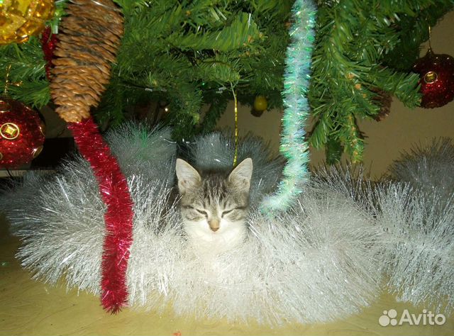 Котенок