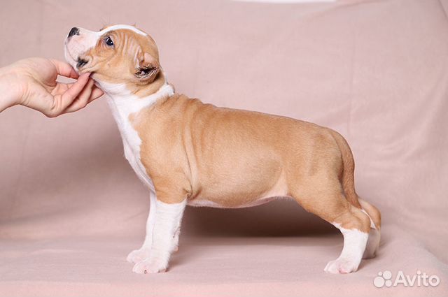 Кукольная девочка амстаффа