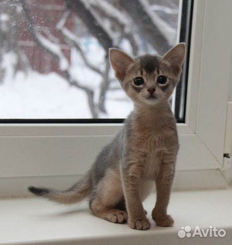 Абиссинские котята