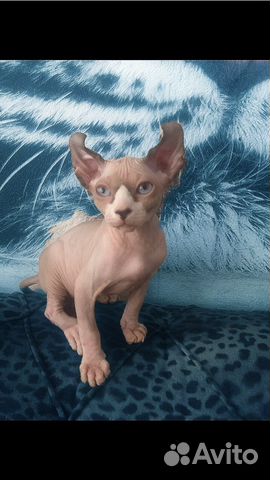 Канадский сфинкс и Эльф