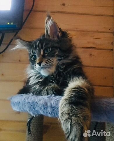 Красотка Лаура