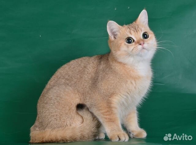 Золотая британская девочка