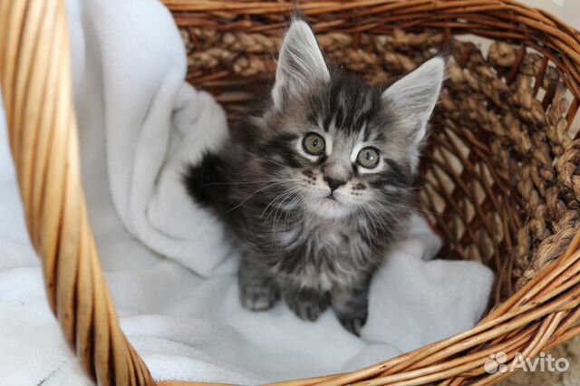 Мейн-Куны девочки