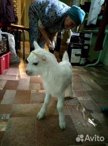 Продам козленка заанинской породы