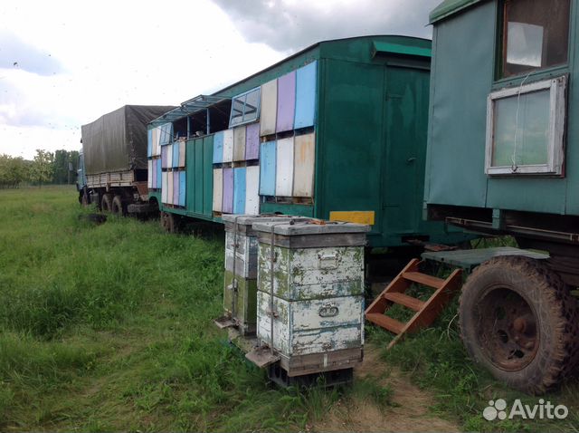 Продаю пчел