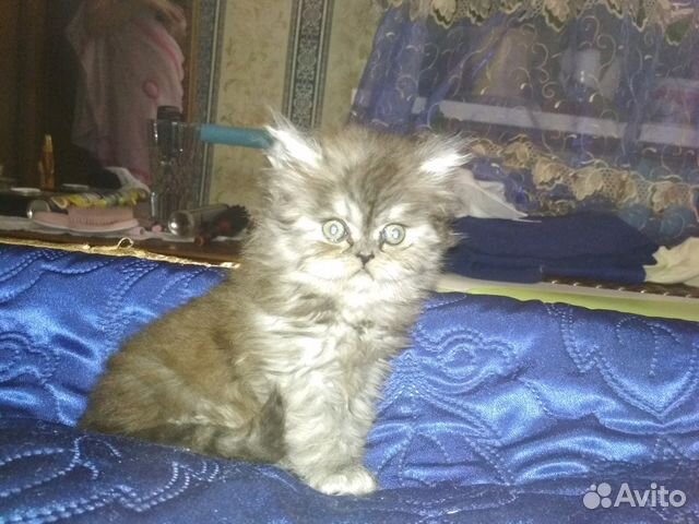 Персидские котята