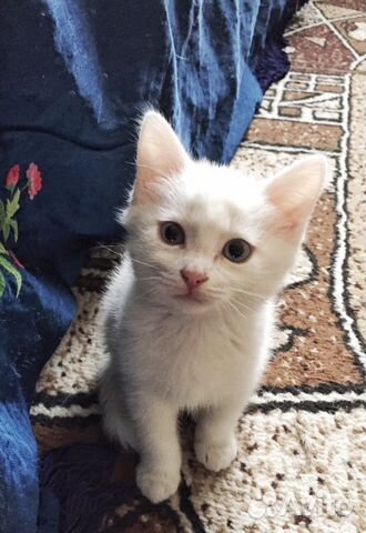 Котейка в добрые руки