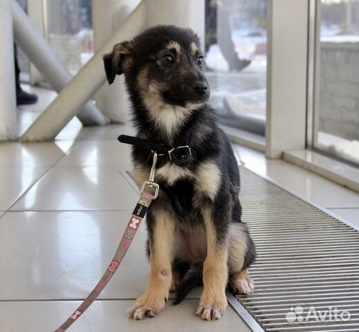Щенулька девочка. 3,5 месяца