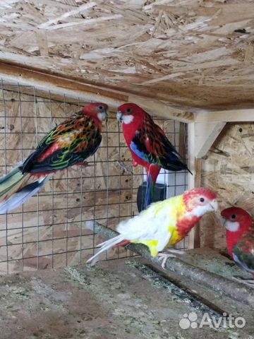 Попугай розелла и другие