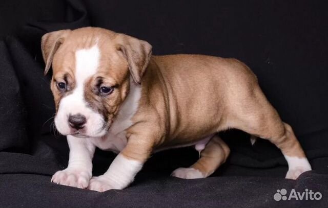 Отдам в хорошие руки щенков Стаффорда