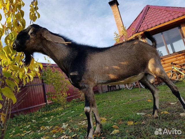 Продам Нубийского козла