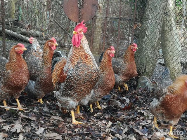 Инкубационное яйцо. Билефельдер