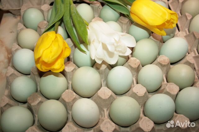 Яйца инкубационные кур ухейилюй, индюшиные