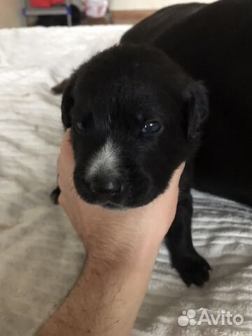 Отдам бесплатно в хорошие руки маленьких собачат