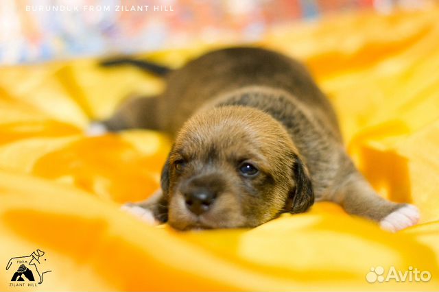 Мексиканская голая в шерсти. средний мальчик