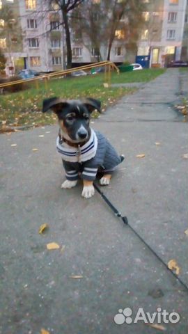 Щенок в дар