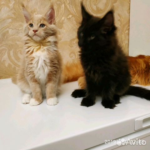 Мейн Кун Котята из питомника