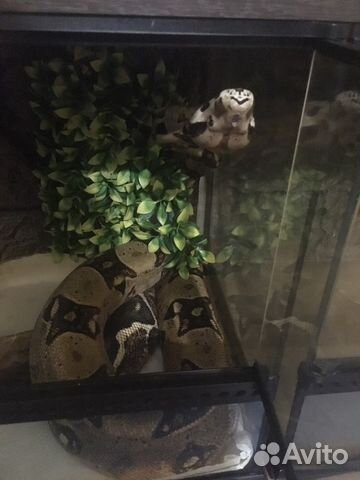 Змея Императорский удав (Boa Constrictor Imperator
