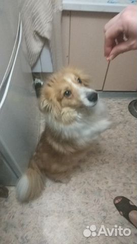 Корги метис