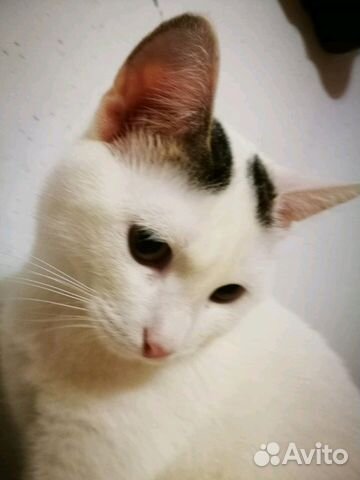 Метис турецкого вана