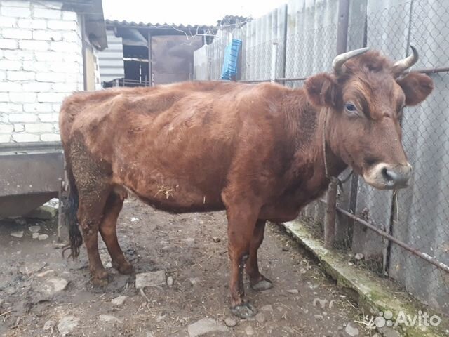 Продается корова