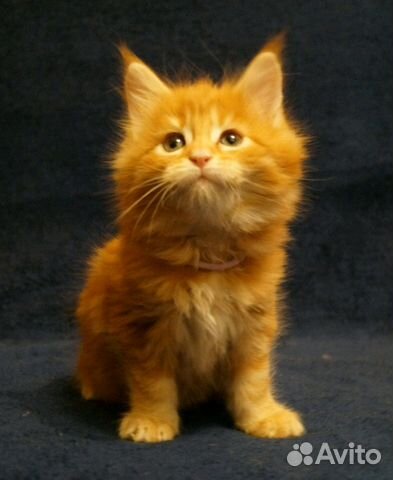 Мейн-кун котята