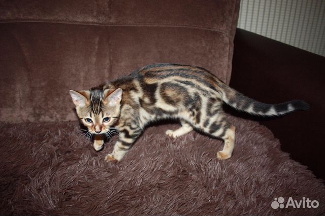 Бенгальская