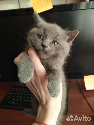 Продам котят