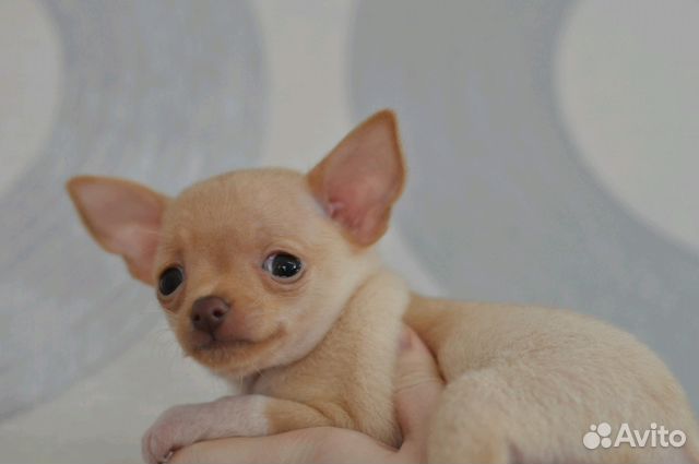 Кремовая принцесса