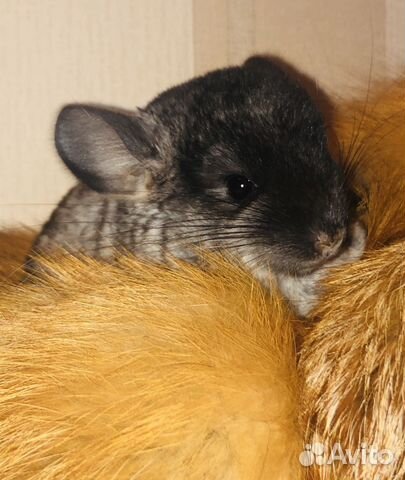 Шиншилла девочка Черный Бархат