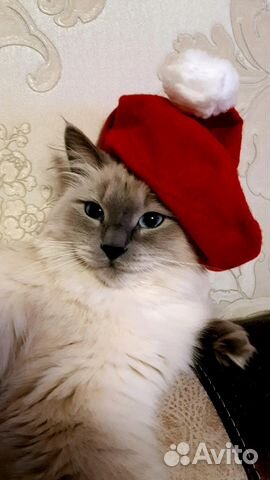 Невские маскарадные котята