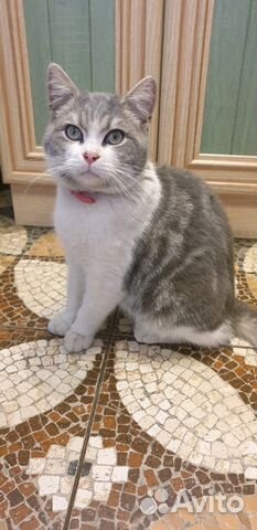 Котик в добрые руки