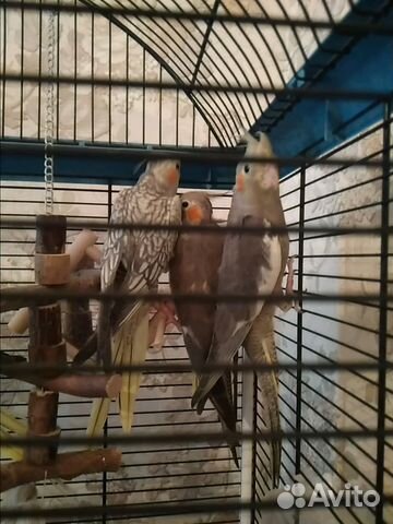 Корелла. Веселые птенцы