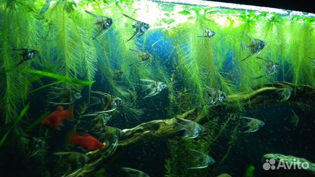 Продам молодых скалярий, мальков красной пецилии