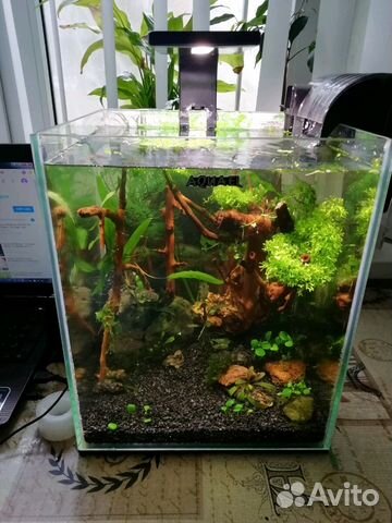 Аквариум-креветочник