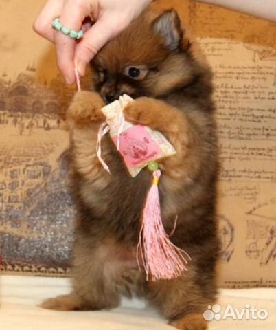 Братишка и сестрёнка, маленькие шпицы