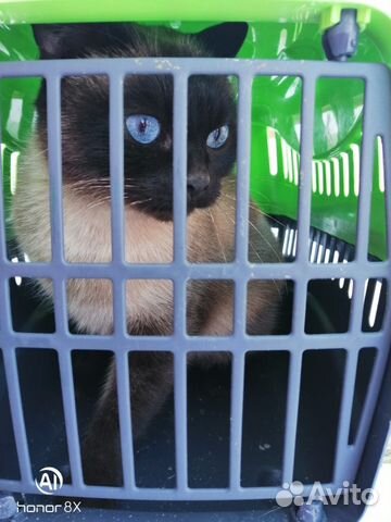 Ищем человеческую маму