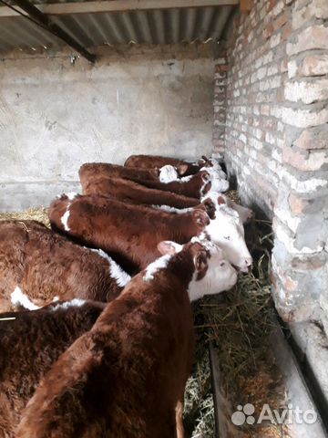 Телки Герефорд