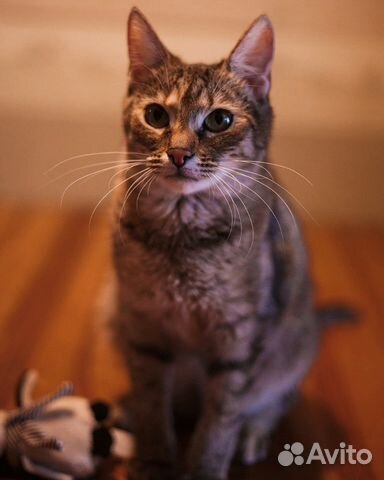 Котенок 7-8 месяцев в добрые руки