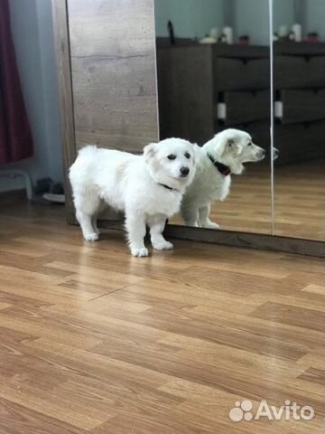 Ищет дом щенок от мелкой собачки Минни