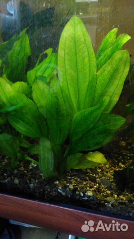 Растения для аквариума