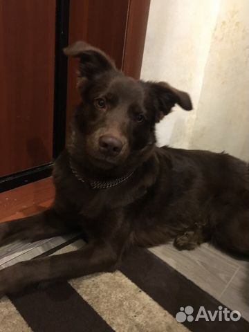 Собака кобель шоколадного цвета