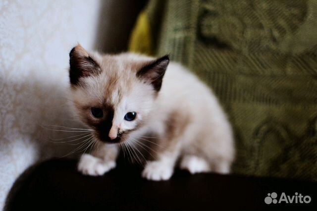 Обаятельные котята ищут дом