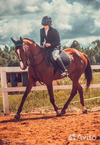 Спортивная кобыла, продажа