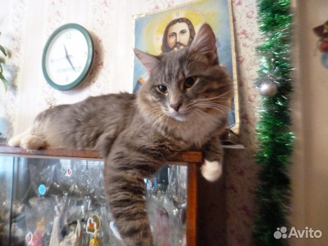 Ищем доброго и заботливого хозяина для Барсика