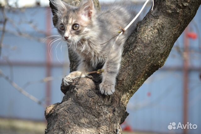 Котенок в добрые руки